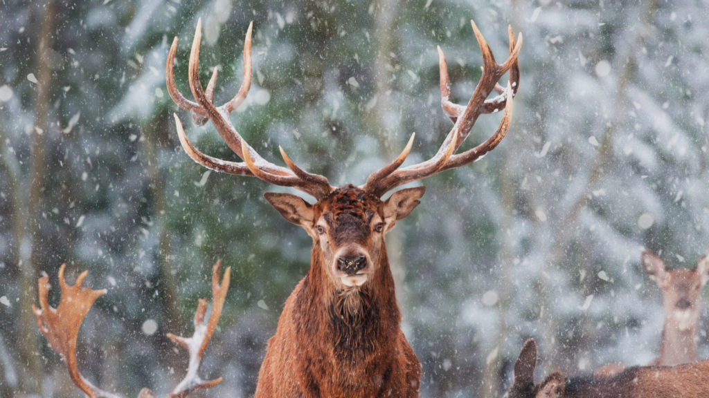 The Reindeer aka Caribou – Naturalist's Guide