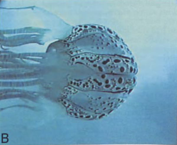 Chirodectes maculatus – Naturalist's Guide