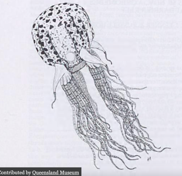 Chirodectes maculatus – Naturalist's Guide