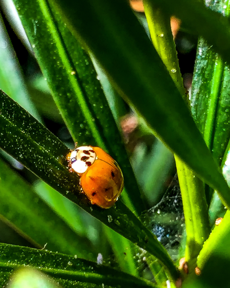 How to Identify and Get Rid of Lady Asian Beetles – Naturalist's Guide