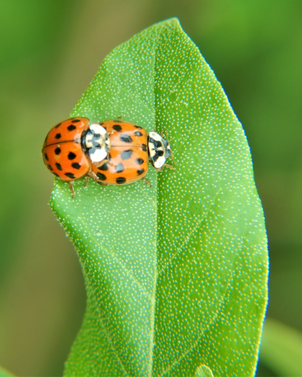 How to Identify and Get Rid of Lady Asian Beetles – Naturalist's Guide