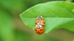 How to Identify and Get Rid of Lady Asian Beetles – Naturalist's Guide