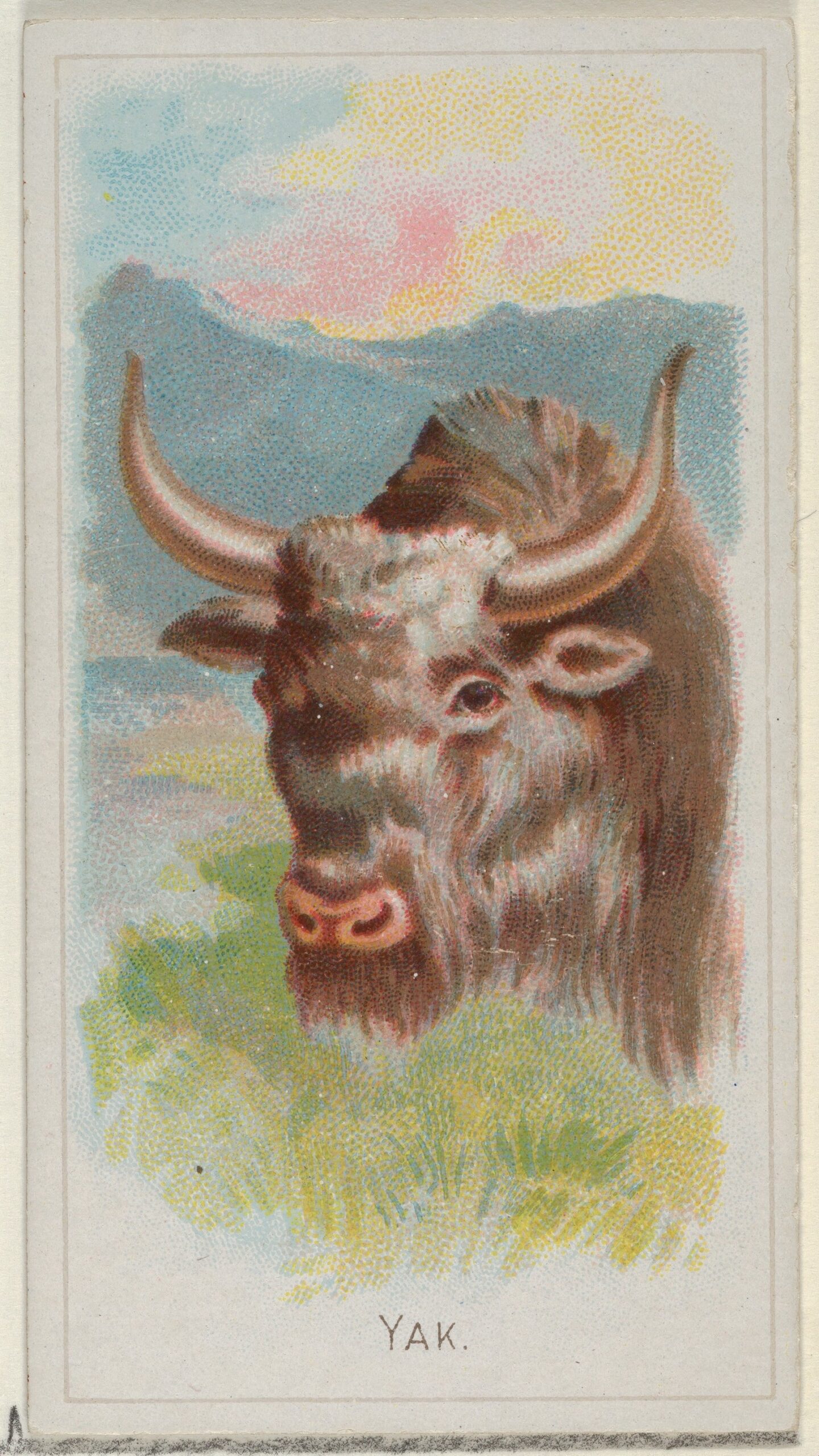 The Yak – Naturalist's Guide
