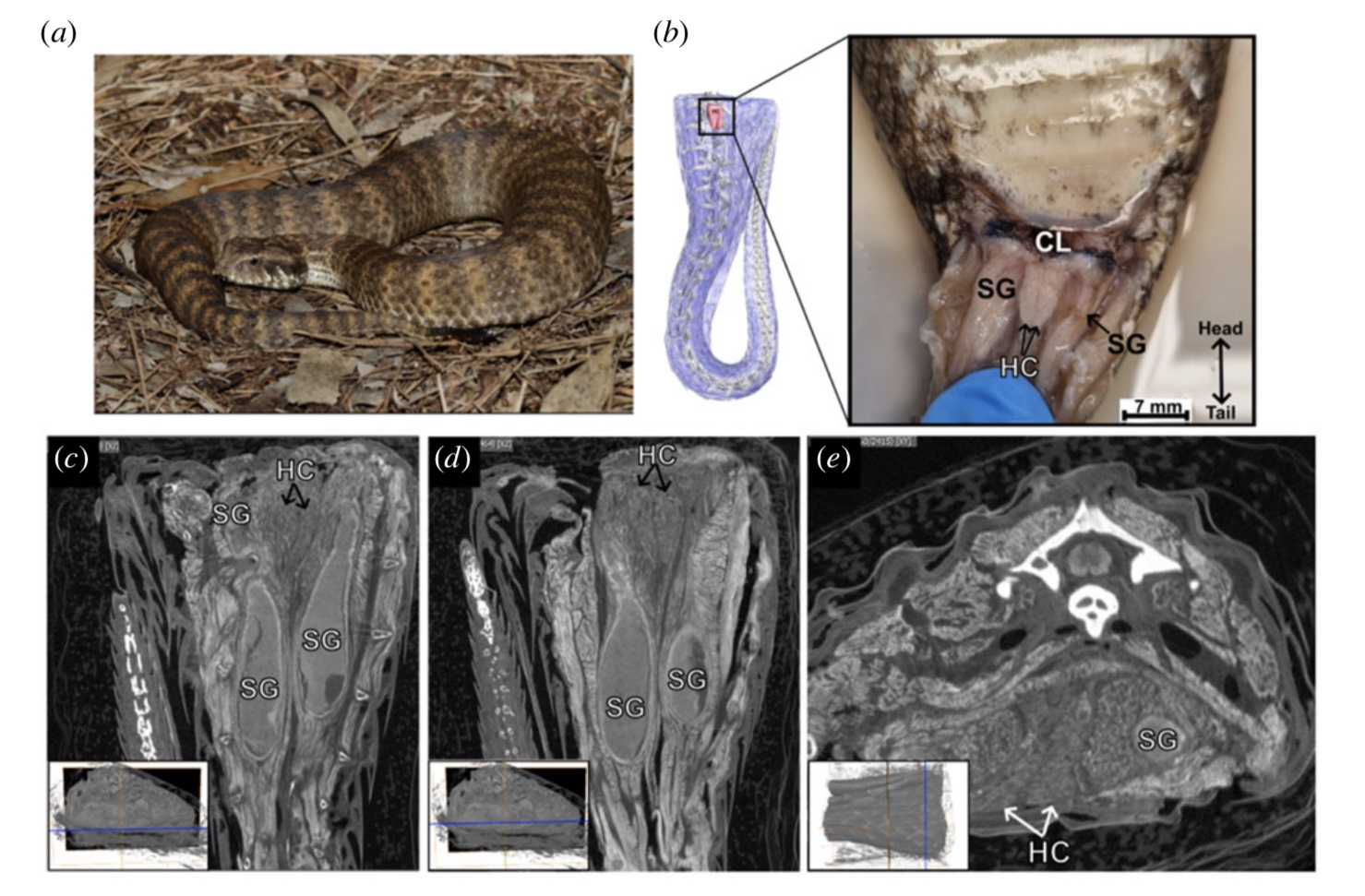 The snake clitoris was discovered in 2022 – Naturalist's Guide