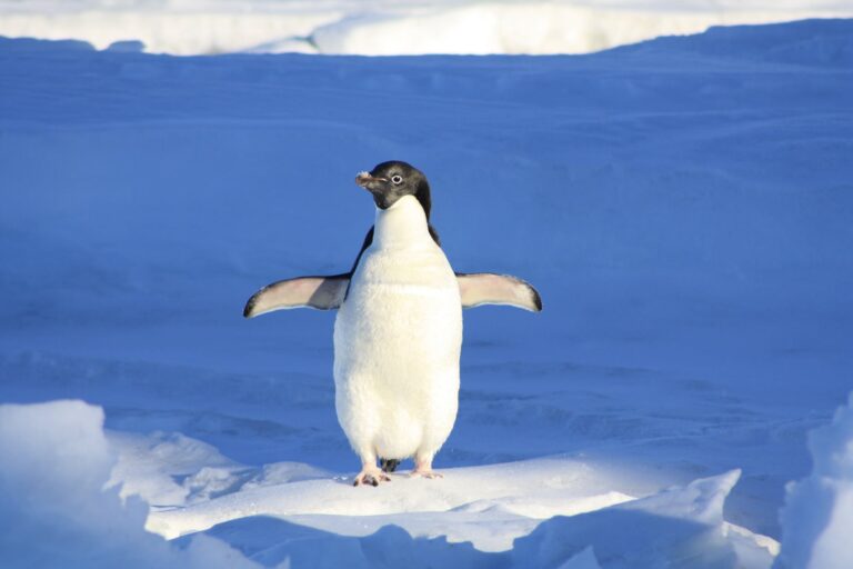 The Penguin – Naturalist's Guide