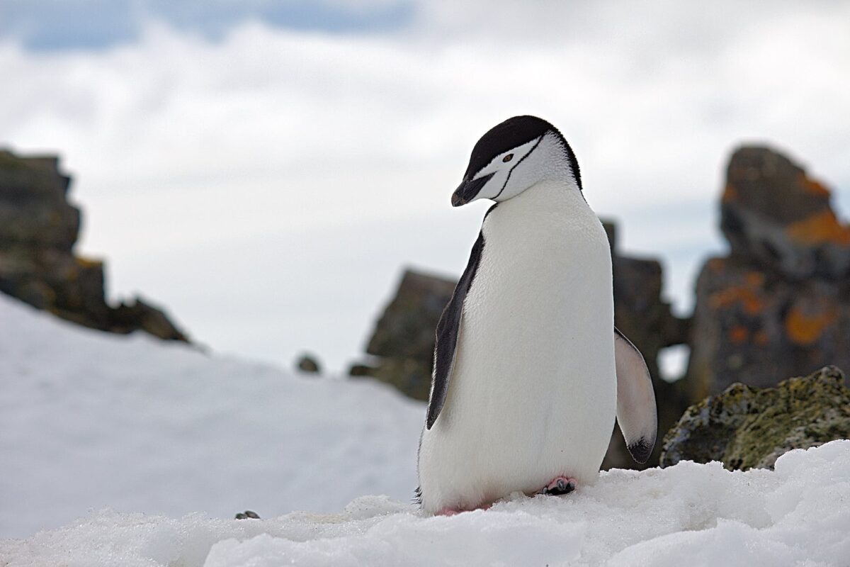 The Penguin – Naturalist's Guide