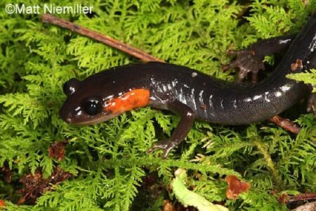 The Great Smoky Mountains – Naturalist's Guide