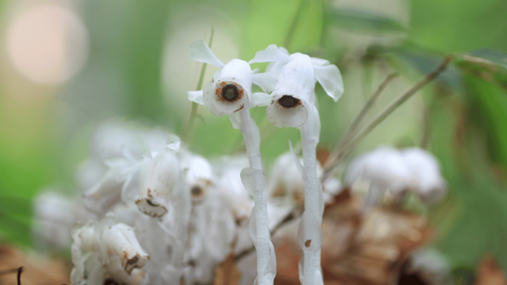 Ghost Pipe | Monotropa uniflora – Naturalist's Guide