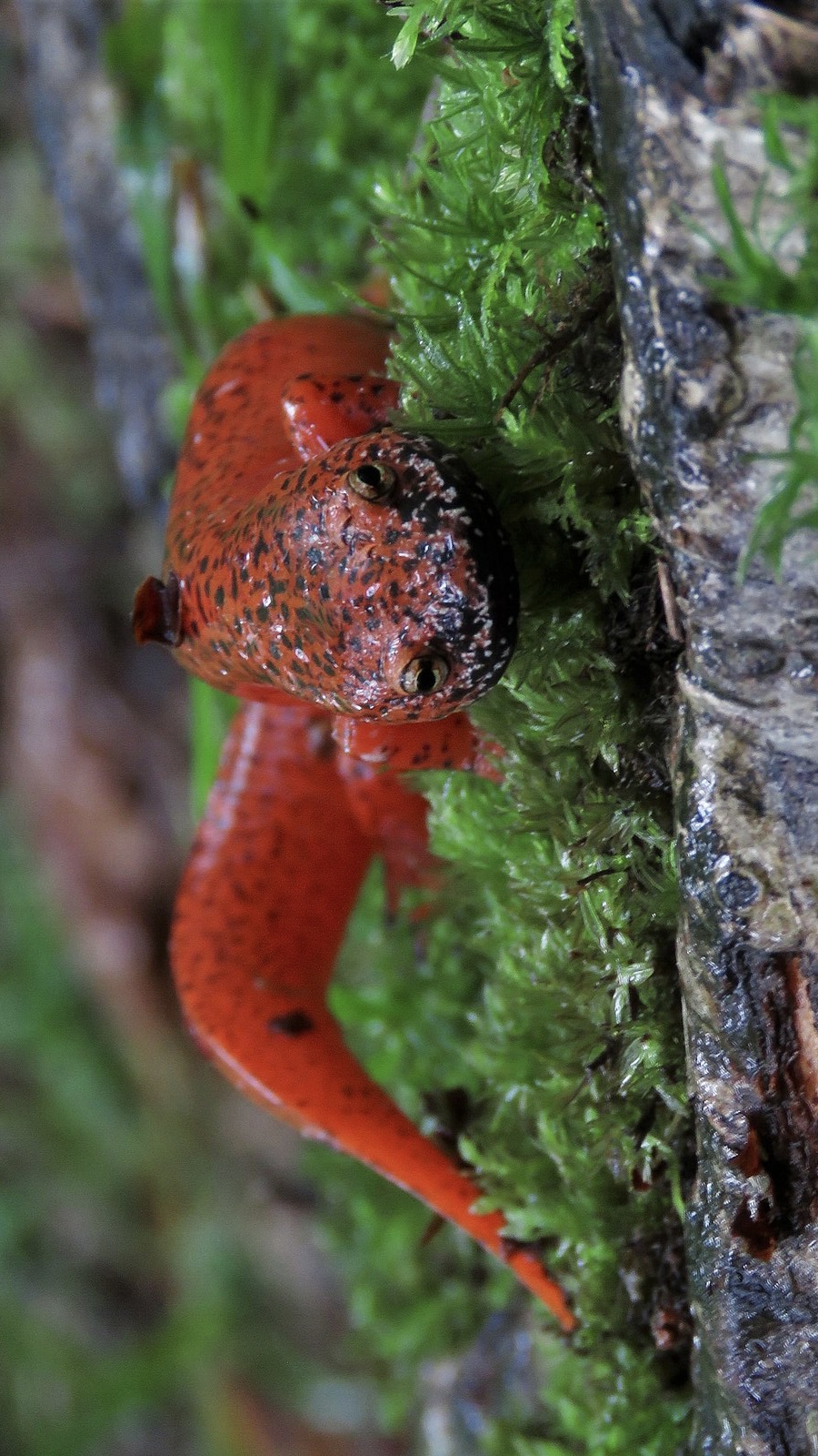 The Great Smoky Mountains – Naturalist's Guide