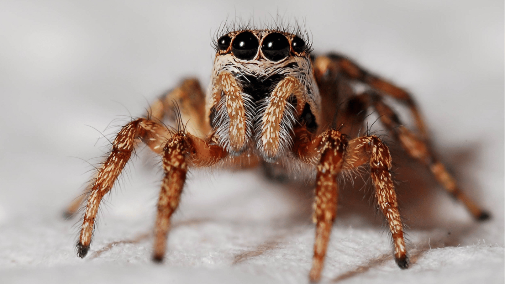 Spiders Could Theoretically Eat Every Human On Earth – Naturalist's Guide