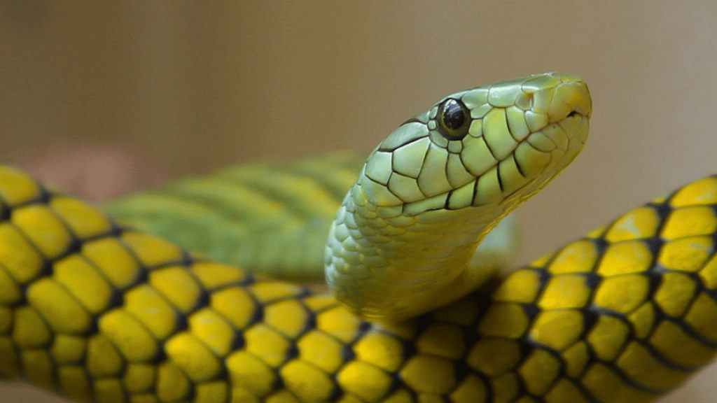 It’sss Snake Season – Naturalist's Guide