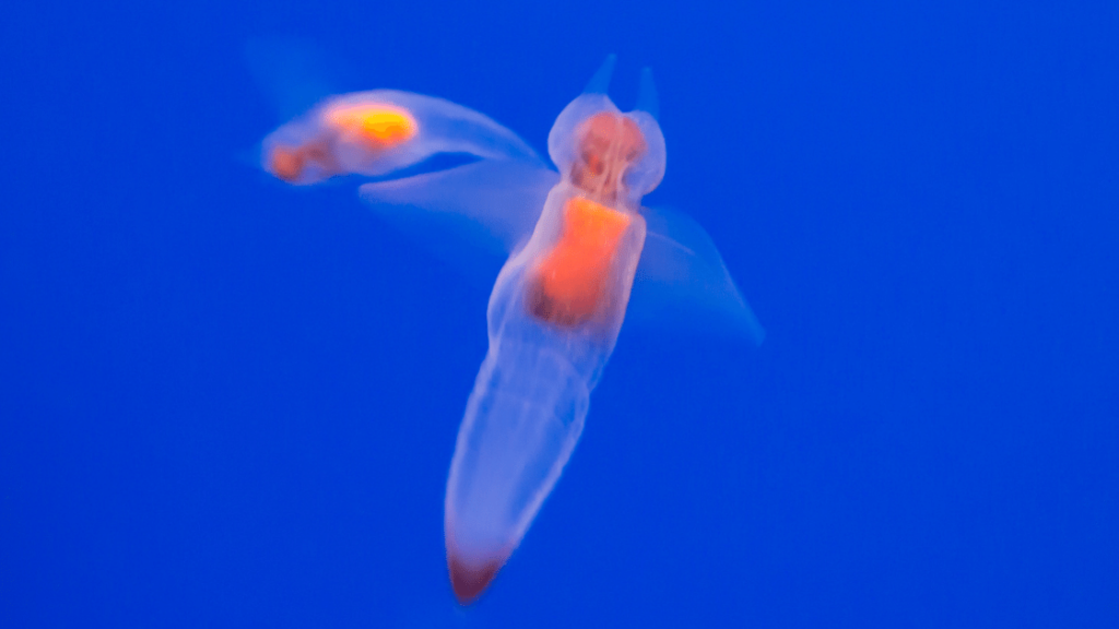 Sea angels are one of the smallest animals in the ocean – Naturalist's ...