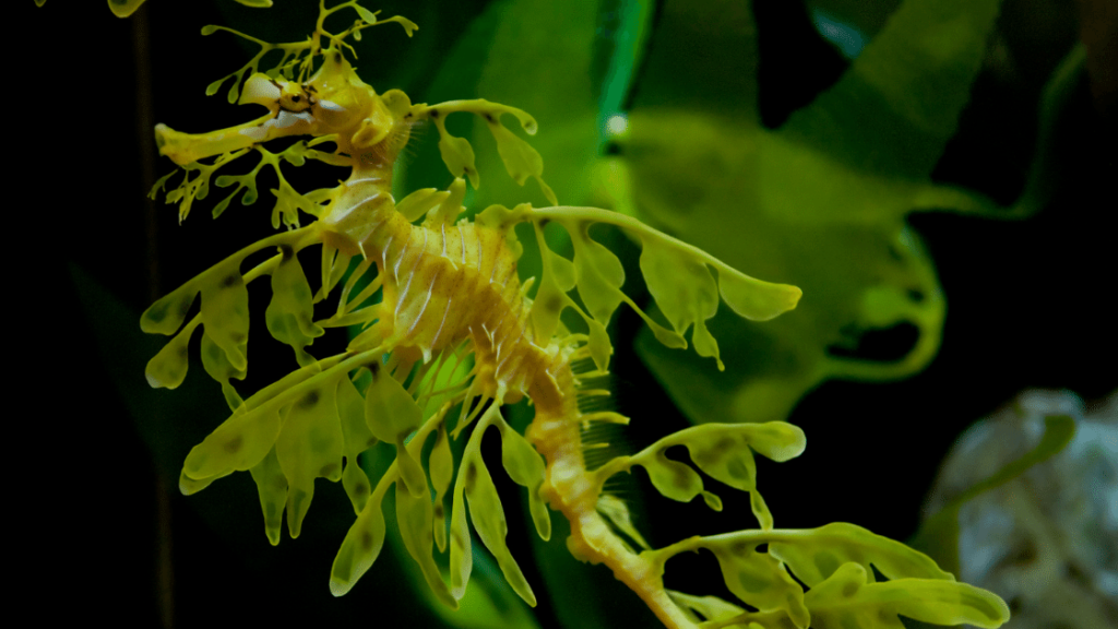 Leafy sea dragons are a rare fish that resemble seaweed and can change ...