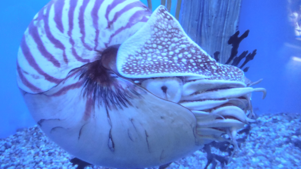 The Nautilus is a cephalopod with a hard shell, over 90 tentacles, and ...