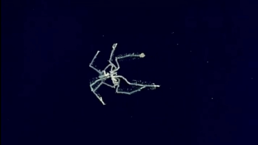 Sea spiders pump blood with the guts in their legs because their hearts ...