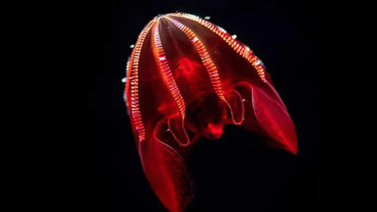 Bloody-Belly Comb Jellies are almost invisible to predators because its ...