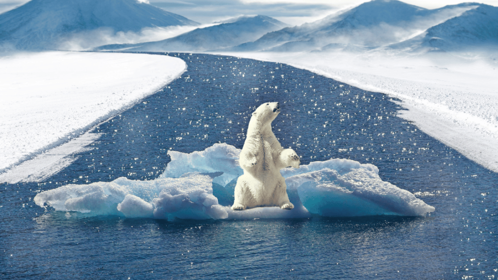 Male polar bears are about 10 feet/ 3 meters tall when standing on ...