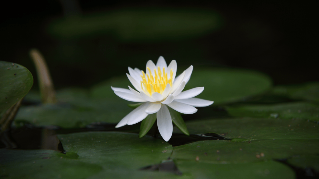The White Lotus flower is symbolic of beauty, new beginnings, and peace ...
