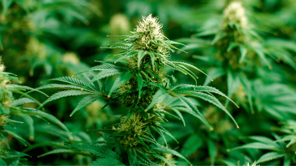 Evidence of cannabis use from 2500 years ago was discovered on a remote ...