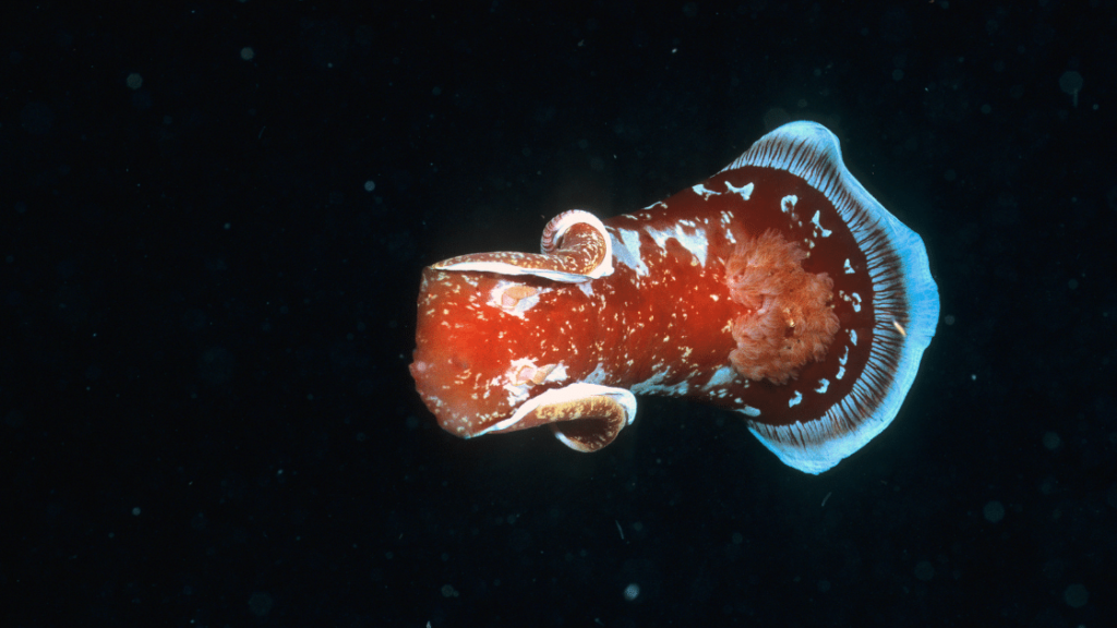 Spanish dancer sea slugs get their name from their resemblance to the ...