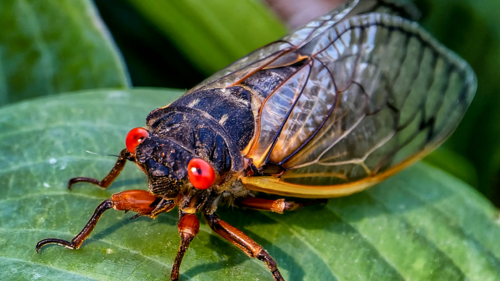 Cicadas are edible and the taste is compared to shrimp, peanut butter ...