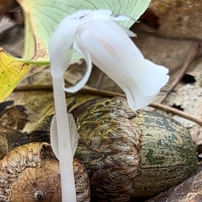 Ghost Pipe | Monotropa uniflora – Naturalist's Guide