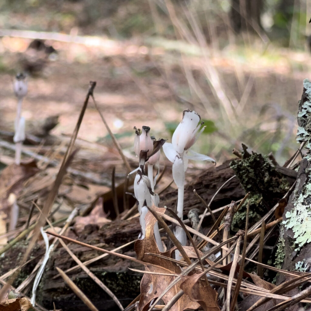 Ghost Pipe | Monotropa uniflora – Naturalist's Guide