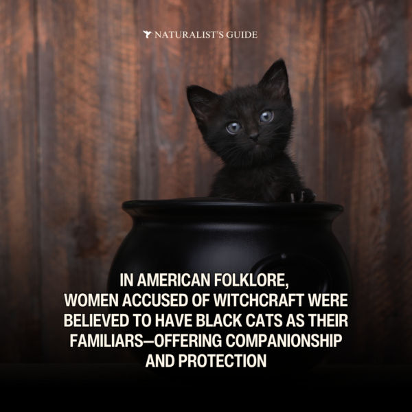 Symbolism of Black Cats: Luck, Protection, and Folklore – Naturalist's ...