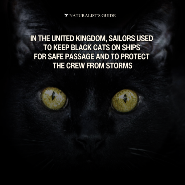 Symbolism of Black Cats: Luck, Protection, and Folklore – Naturalist's ...