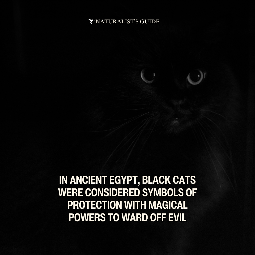 Symbolism of Black Cats: Luck, Protection, and Folklore – Naturalist's ...