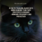 Symbolism of Black Cats: Luck, Protection, and Folklore – Naturalist's ...