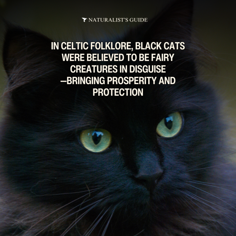Symbolism of Black Cats: Luck, Protection, and Folklore – Naturalist's ...