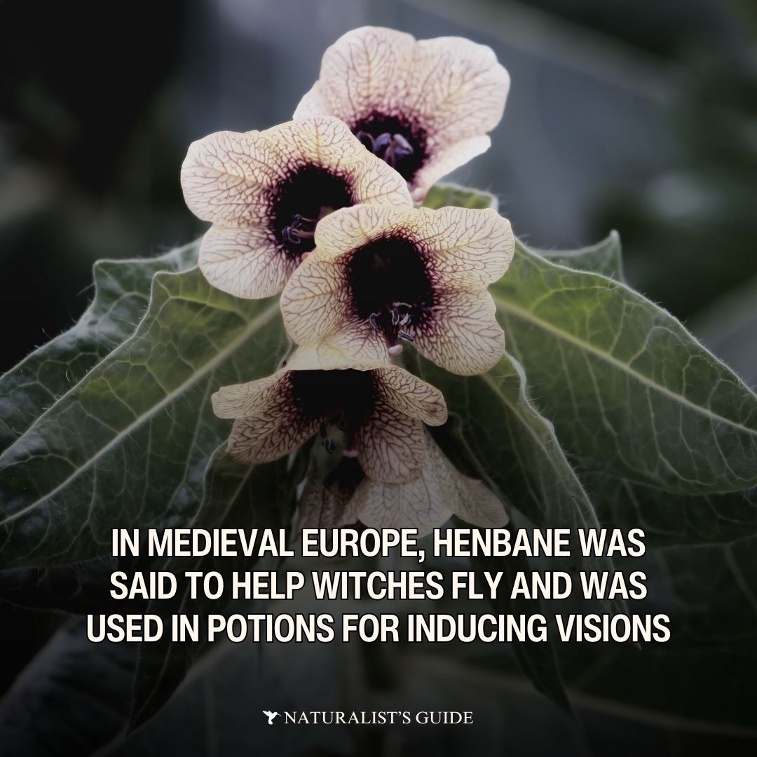 Medicinal Plants from Witchy Folklore – Naturalist's Guide