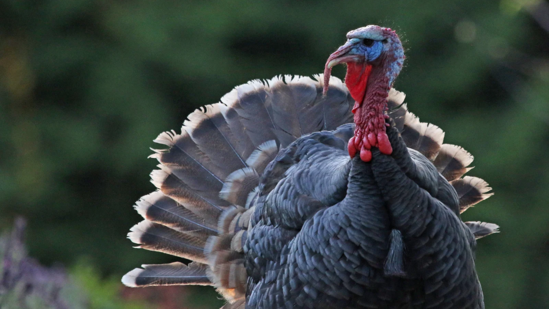 Some Native American Tribes See Turkeys As Symbols of Generosity and ...